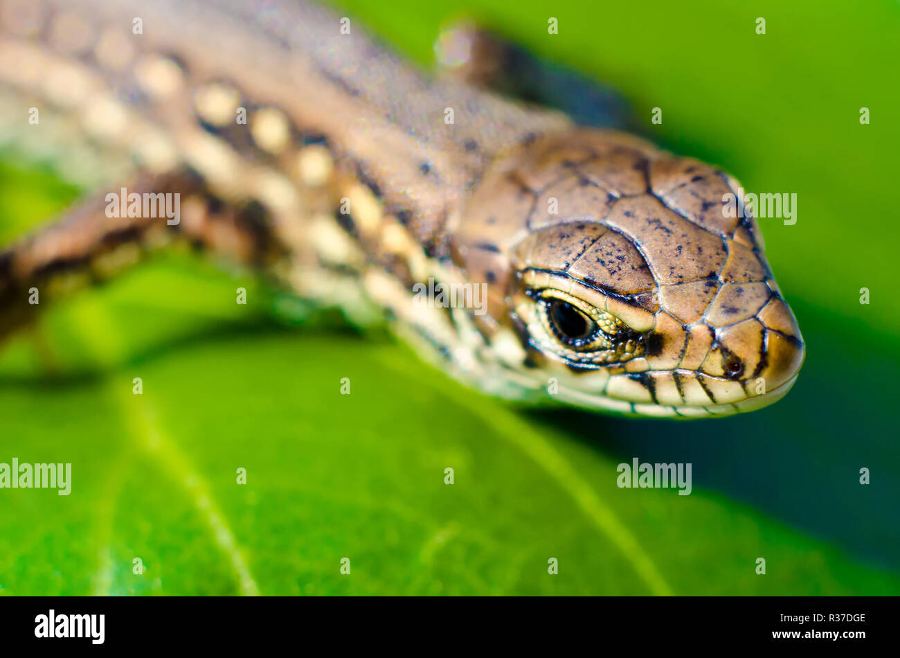 Reptile on leaf hi-res stock photography and images - Alamy