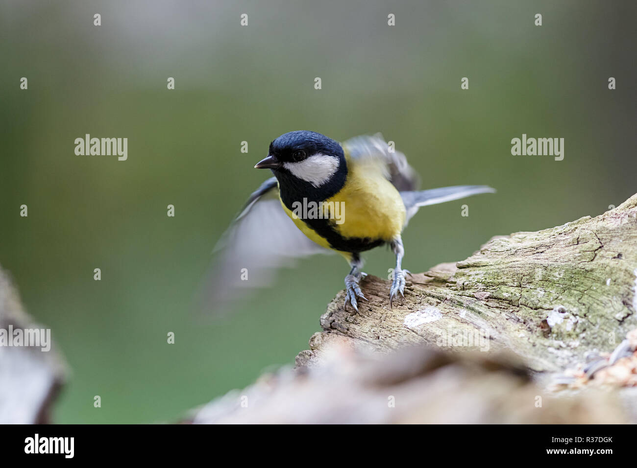Meisenart hi-res stock photography and images - Alamy