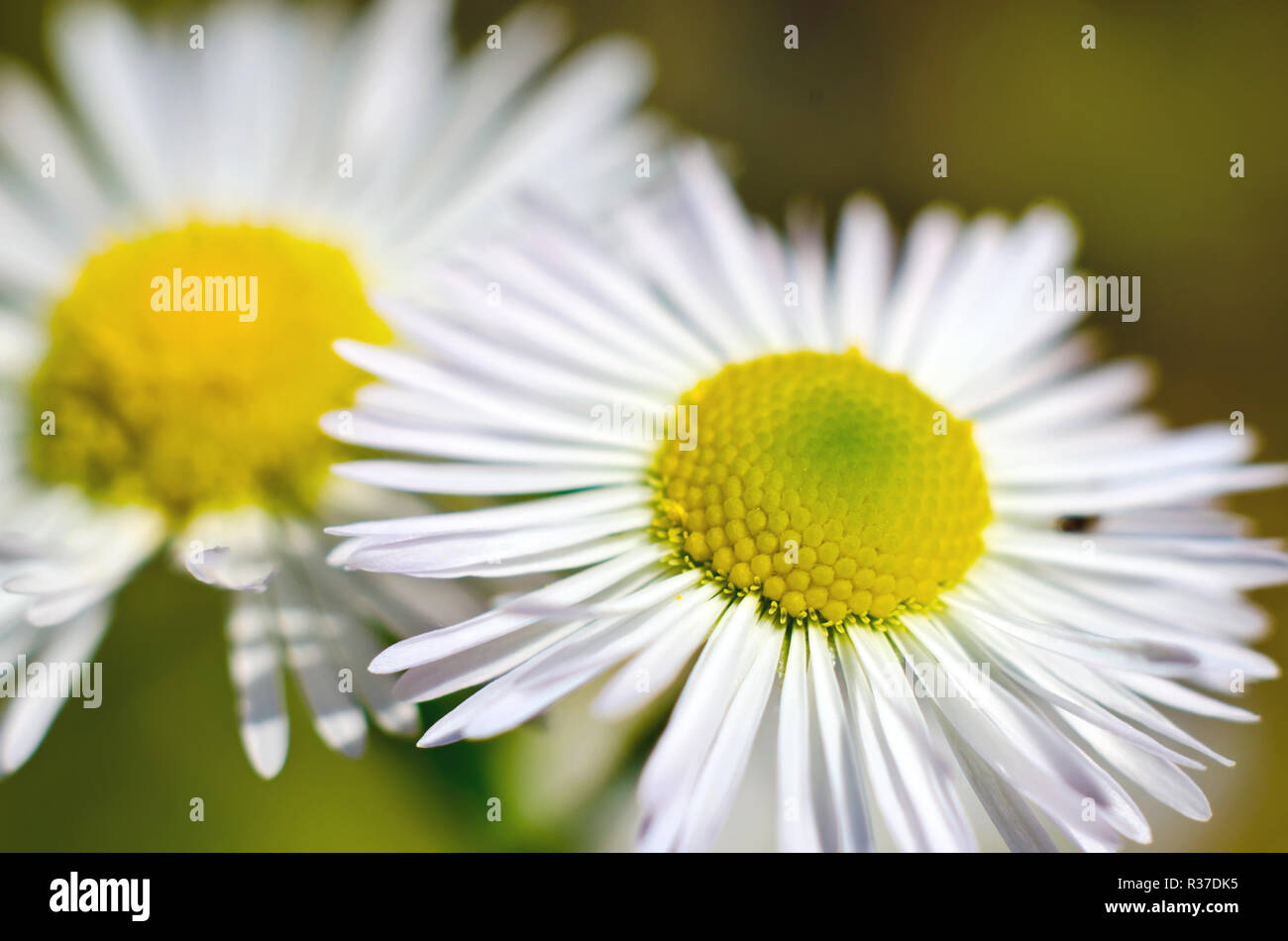 Daisy flower macro hi-res stock photography and images - Alamy