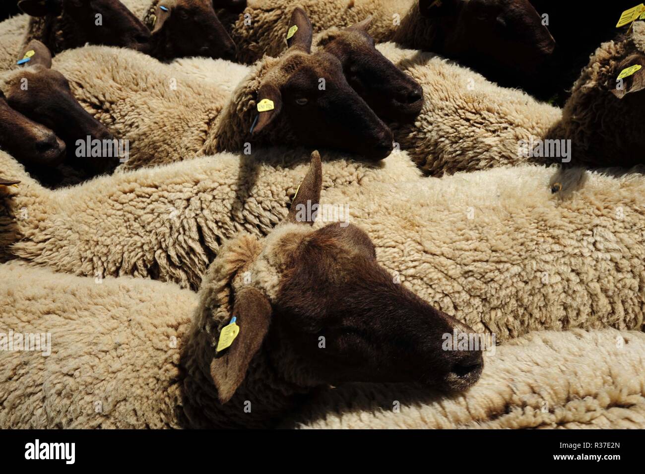 Schaf feature hi-res stock photography and images - Alamy