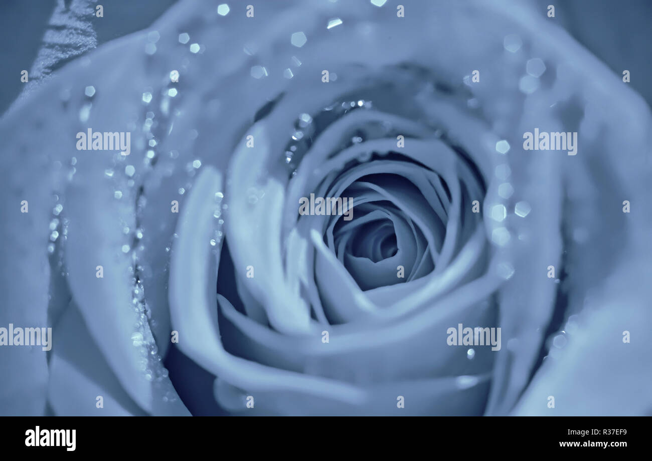 Beautiful blue rose with bokeh Stock Photo - Alamy