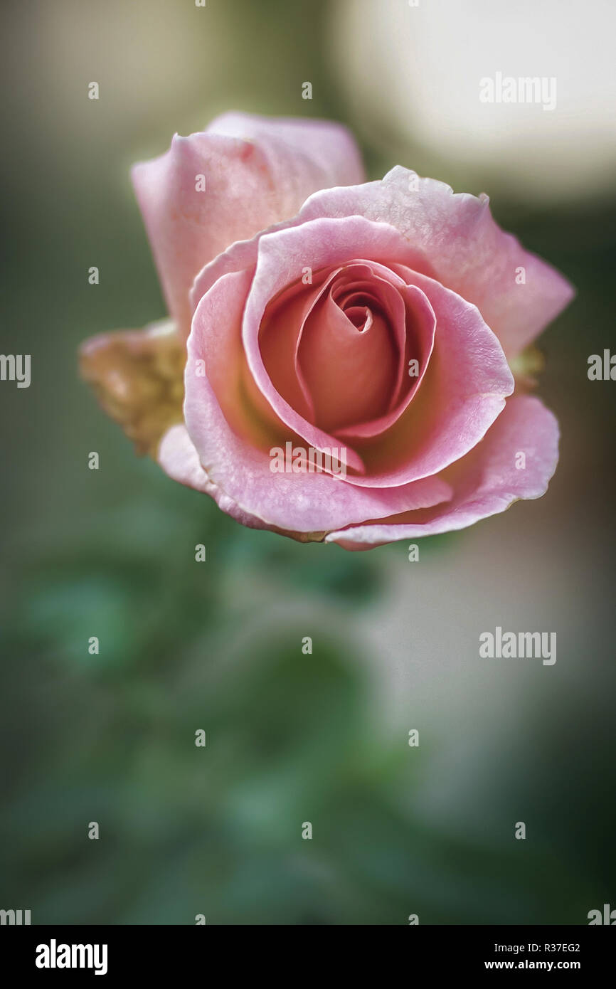 Bokeh rose hi-res stock photography and images - Alamy