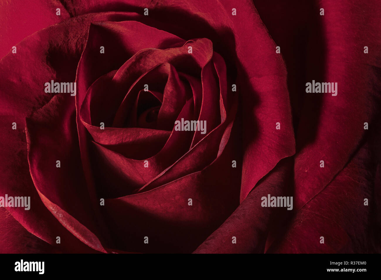 Red rose close up Stock Photo - Alamy