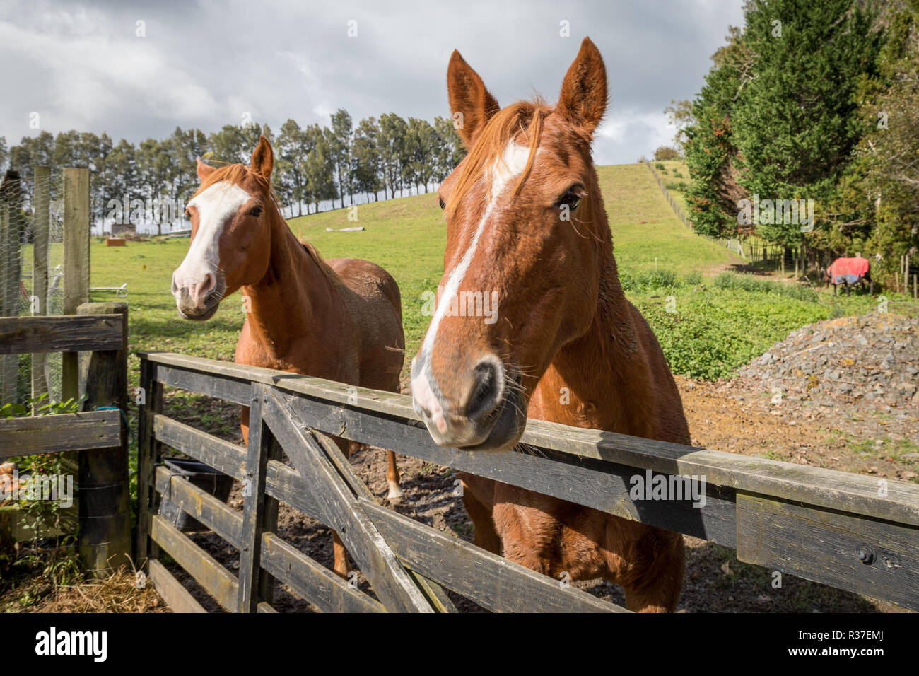 horses looking over gate in field Stock Photo - Alamy