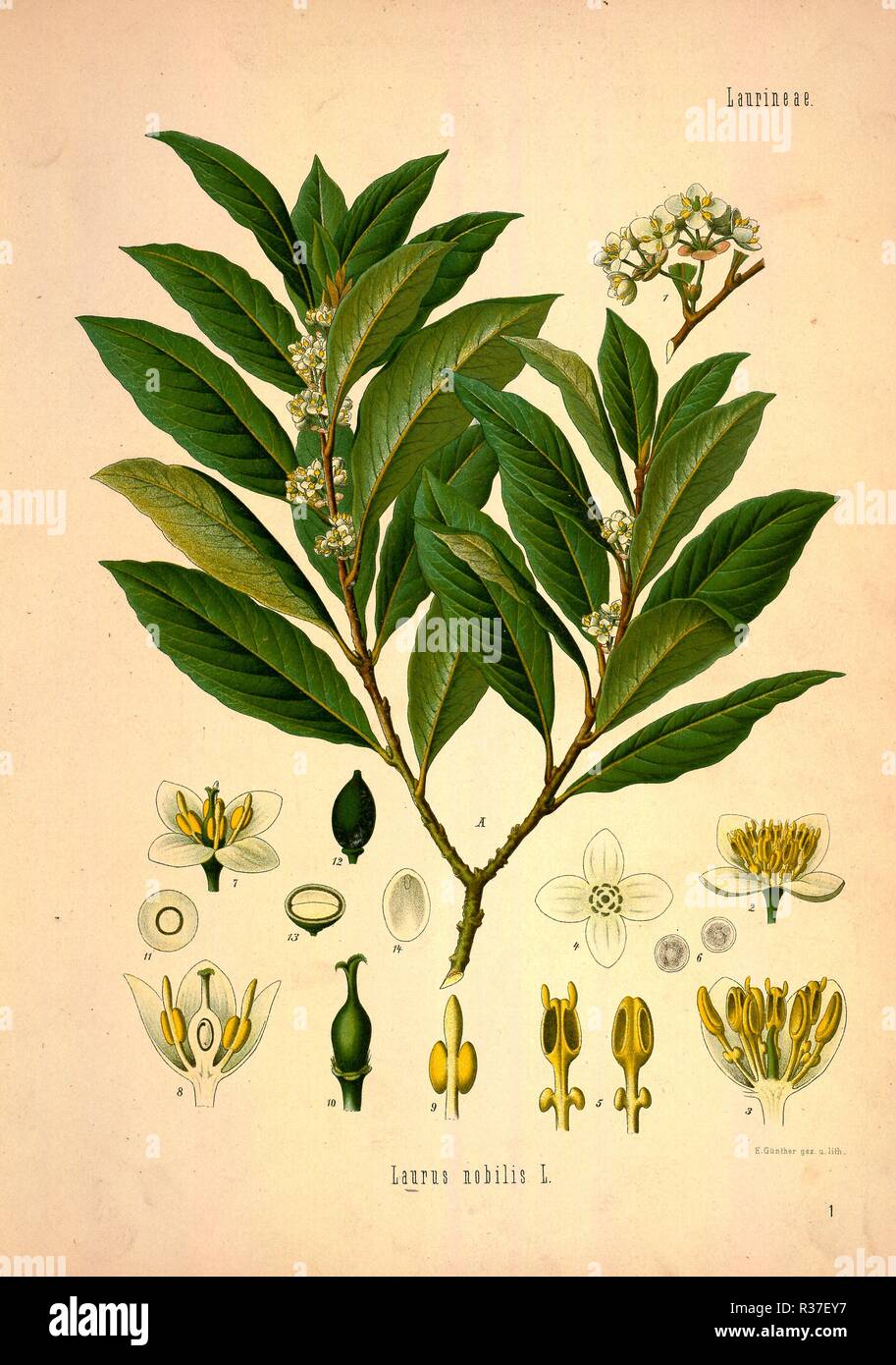 Beautiful vintage hand drawn illustrations of plants and flowers from ...