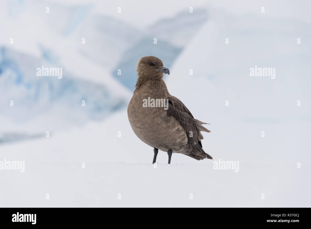 Antarctic scua on snow Stock Photo - Alamy