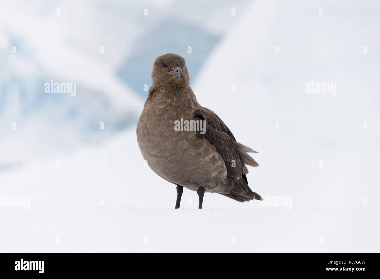 Antarctic scua on snow Stock Photo - Alamy