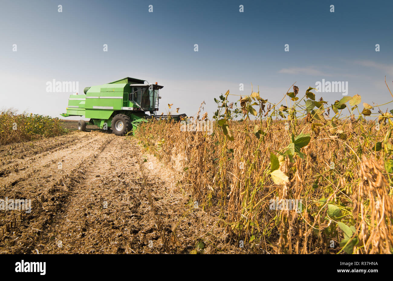 Harvesting of soy bean fields with combine Stock Photo - Alamy