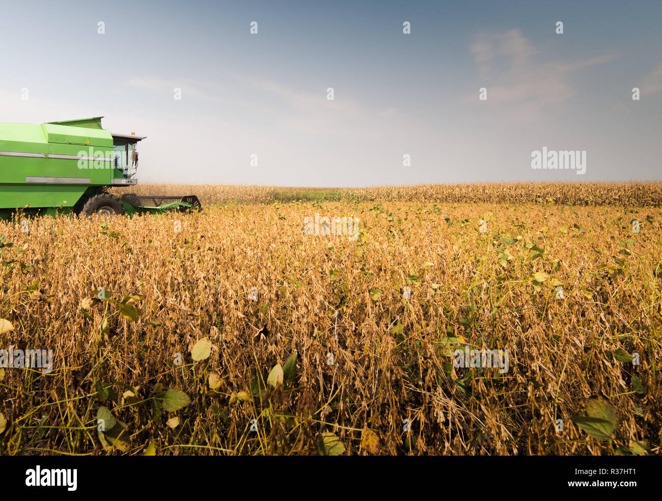Harvesting of soy bean fields with combine Stock Photo - Alamy