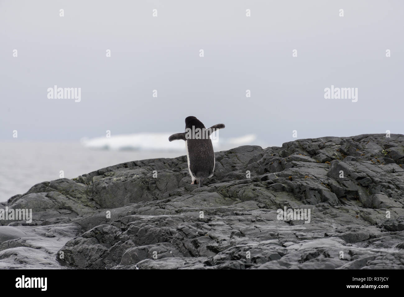Penguin from back hi-res stock photography and images - Alamy