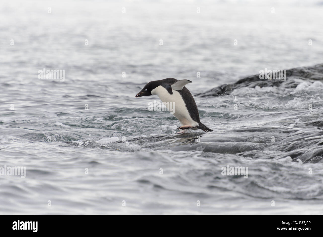 Adelie penguin going in water Stock Photo - Alamy