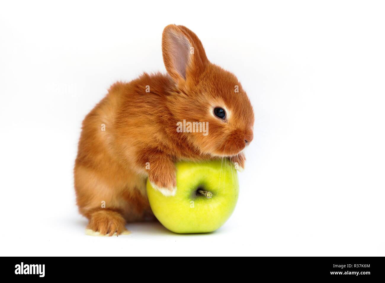 little red rabbit with apple on a white background Stock Photo - Alamy