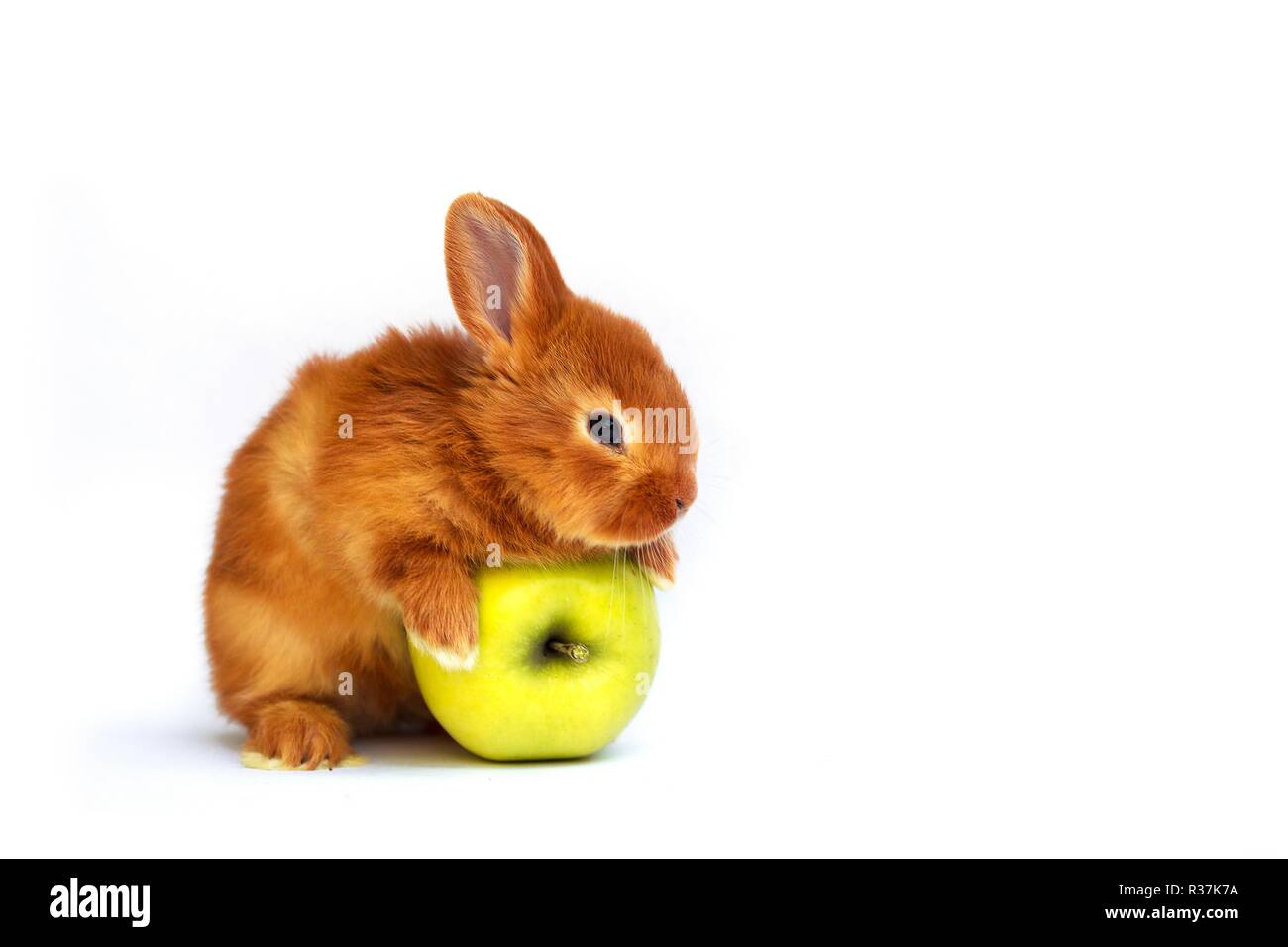 little red rabbit with apple on a white background Stock Photo - Alamy