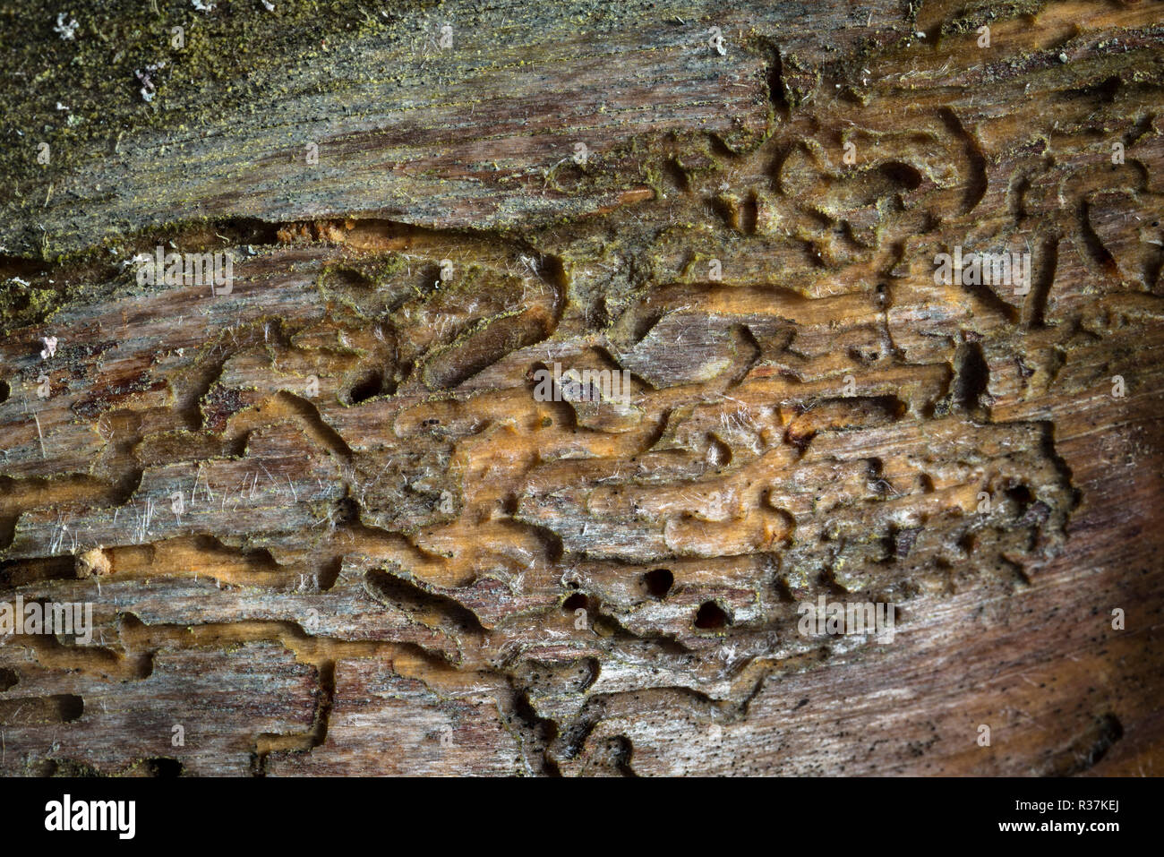 Beetle tracks hi-res stock photography and images - Alamy