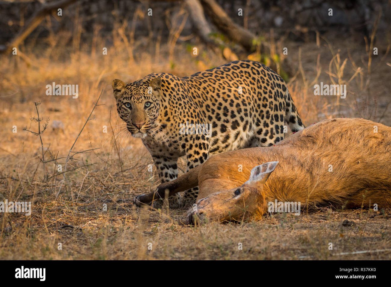 Survival of the fittest. An aggressive and intense look by a male ...