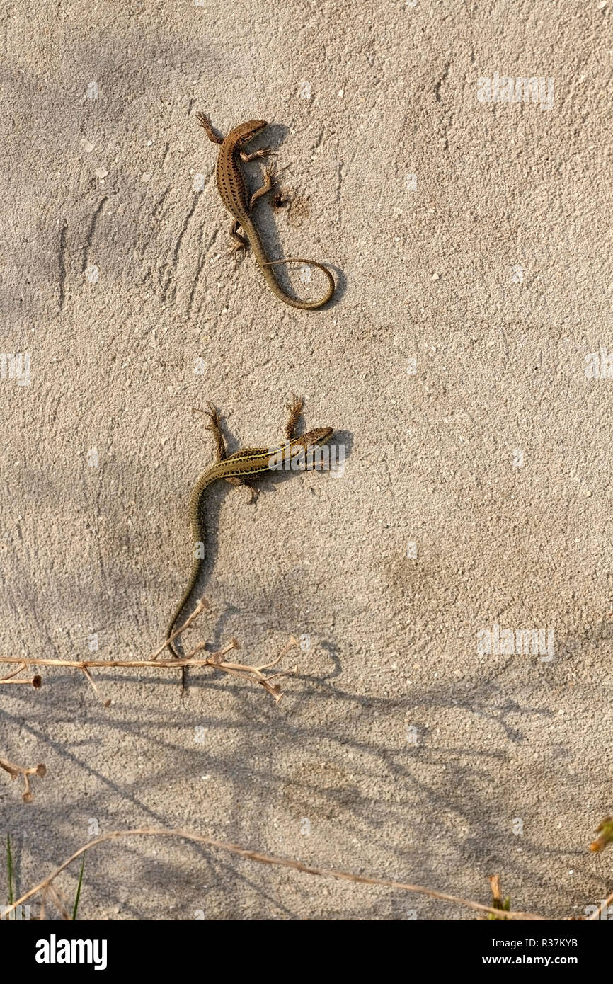 European Wall Lizards High Resolution Stock Photography and Images - Alamy
