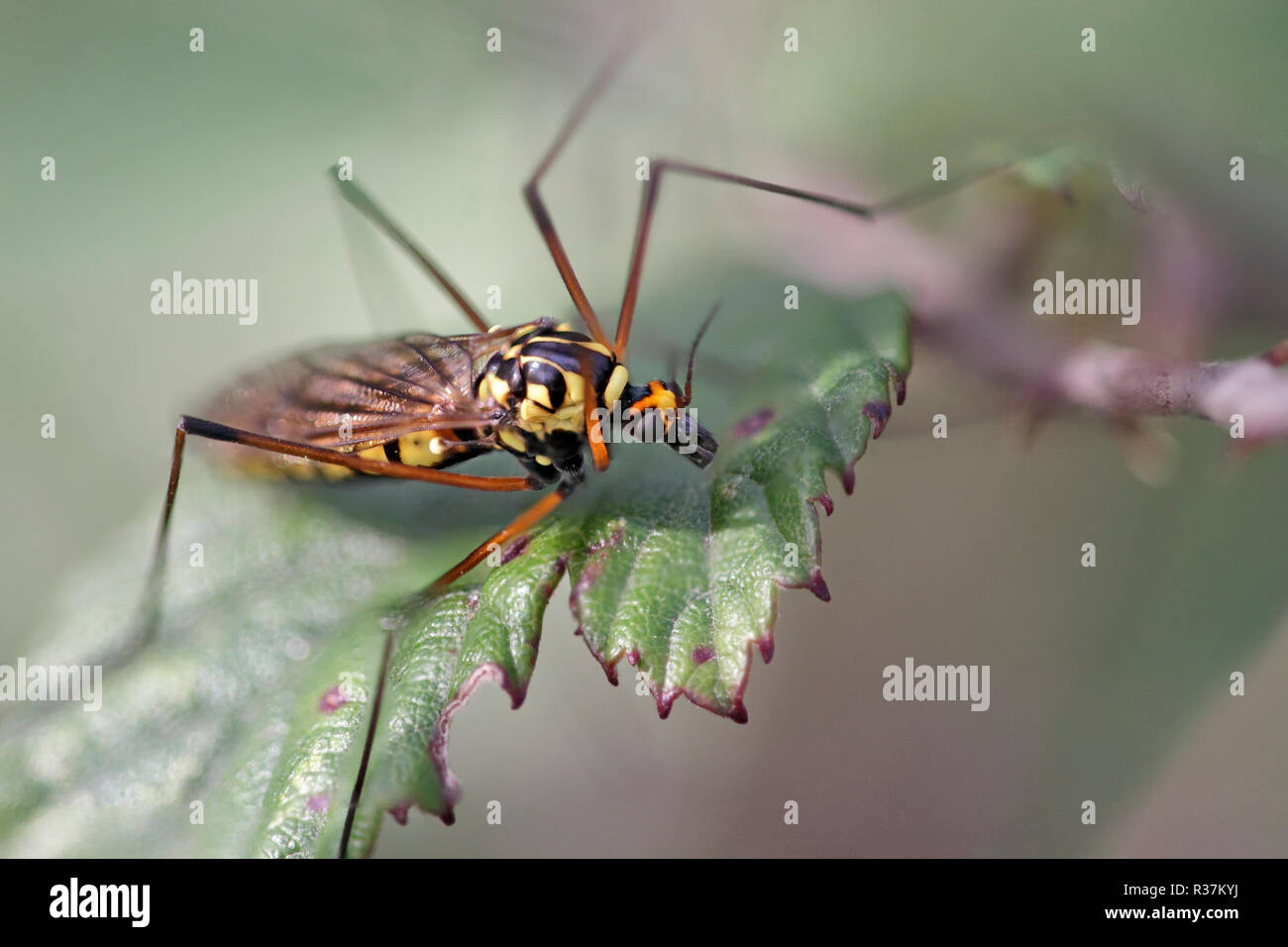 Small yellow mosquito. Early autumn. North of Portugal Stock Photo - Alamy