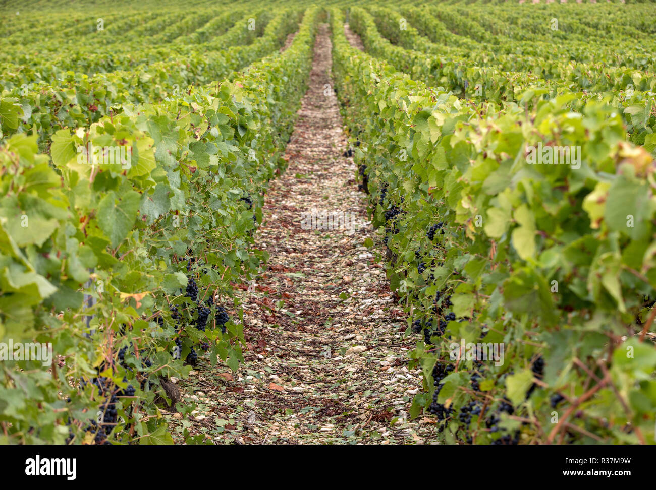 Champagne vineyards in the Cote des Bar area of the Aube department ...
