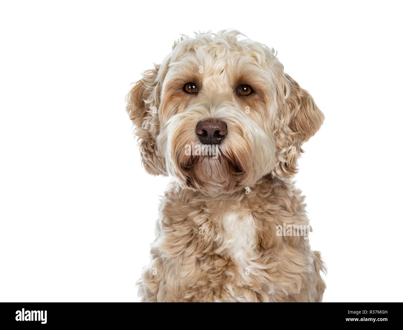 Head shot of sweet female adult golden Labradoodle dog sitting with ...