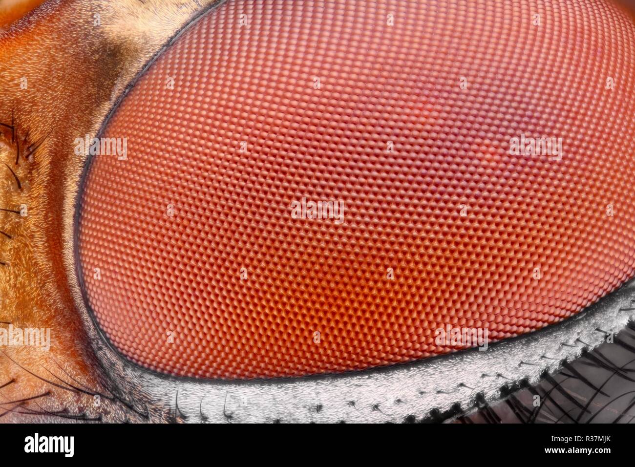 Extremely sharp and detailed fly compound eye surface at an extreme ...