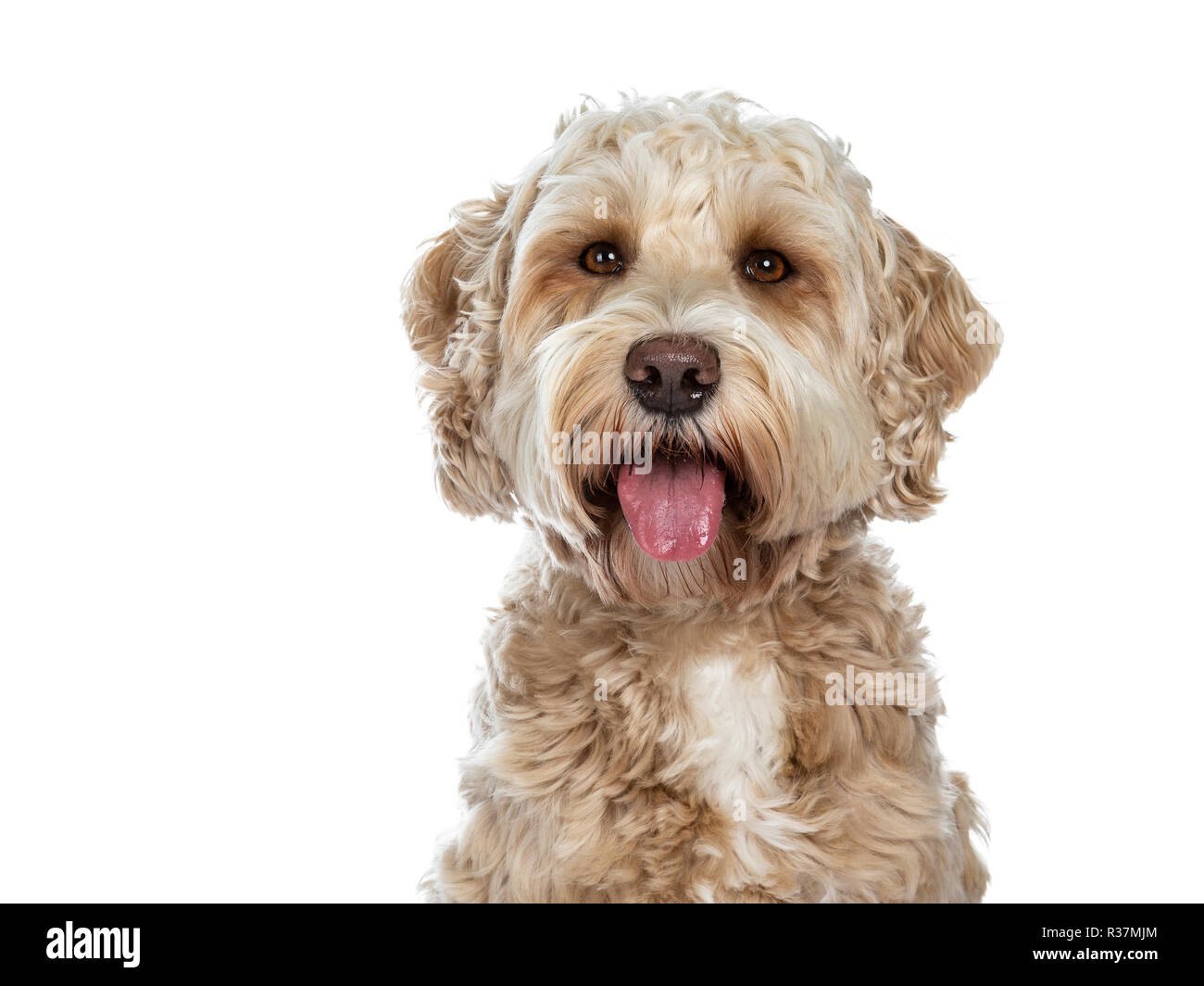 Head shot of sweet female adult golden Labradoodle dog sitting with ...