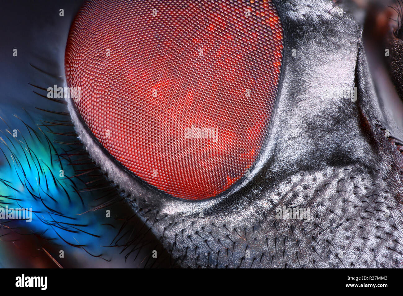Extremely sharp and detailed fly compound eye surface at an extreme ...