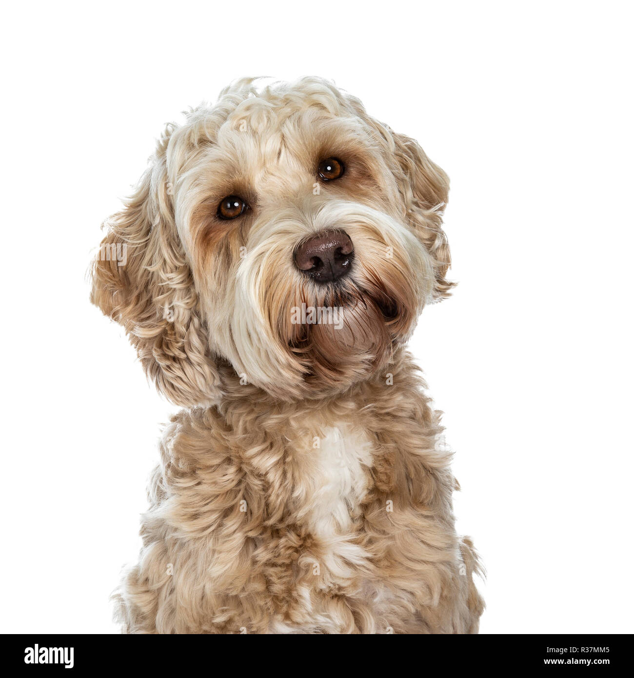 Tilted mouth hi-res stock photography and images - Alamy