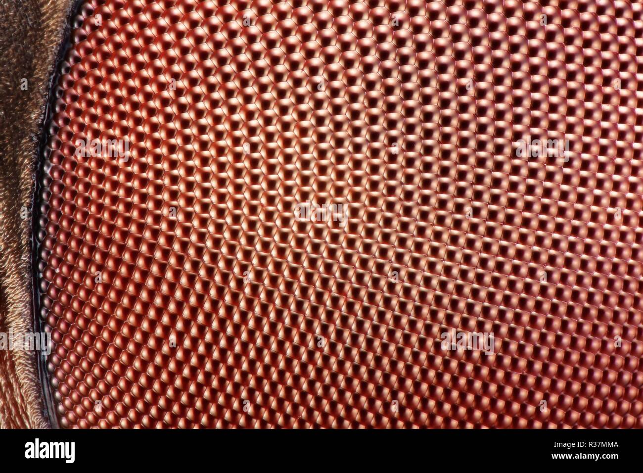 Extremely sharp and detailed fly compound eye surface at an extreme ...
