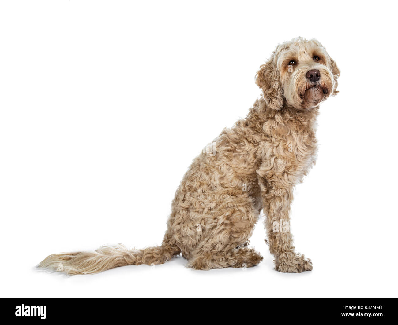 Head shot of sweet female adult golden Labradoodle dog sitting side ...