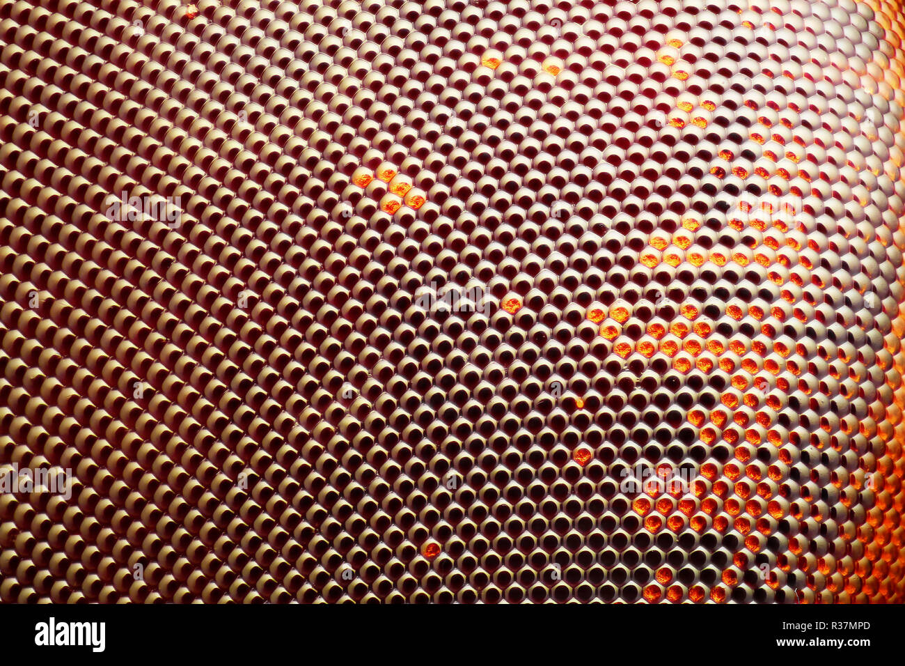 Extremely sharp and detailed fly compound eye surface at an extreme ...