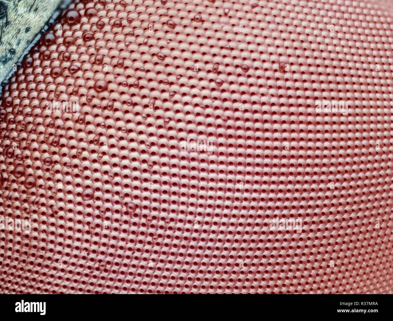 Extremely sharp and detailed fly compound eye surface at an extreme ...