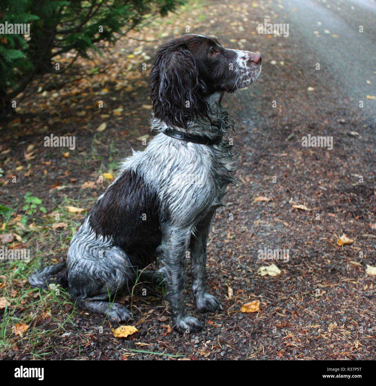Mud muddy dirt dirty dog spaniel hi-res stock photography and images ...