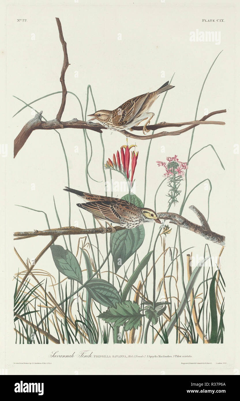 Savannah Finch. Dated: 1831. Medium: hand-colored etching and aquatint ...