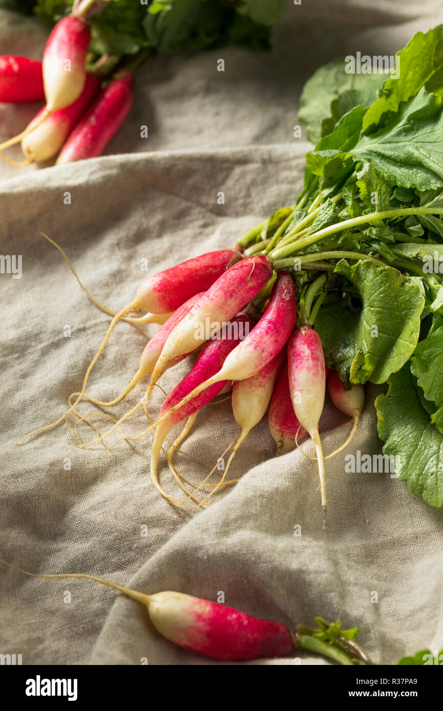 Raw Organic Long Breakfast Radishes in a Bunch Stock Photo - Alamy