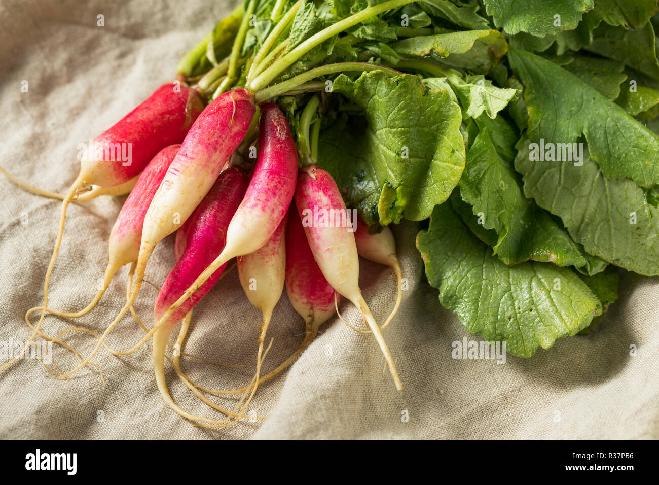 Raw Organic Long Breakfast Radishes in a Bunch Stock Photo - Alamy