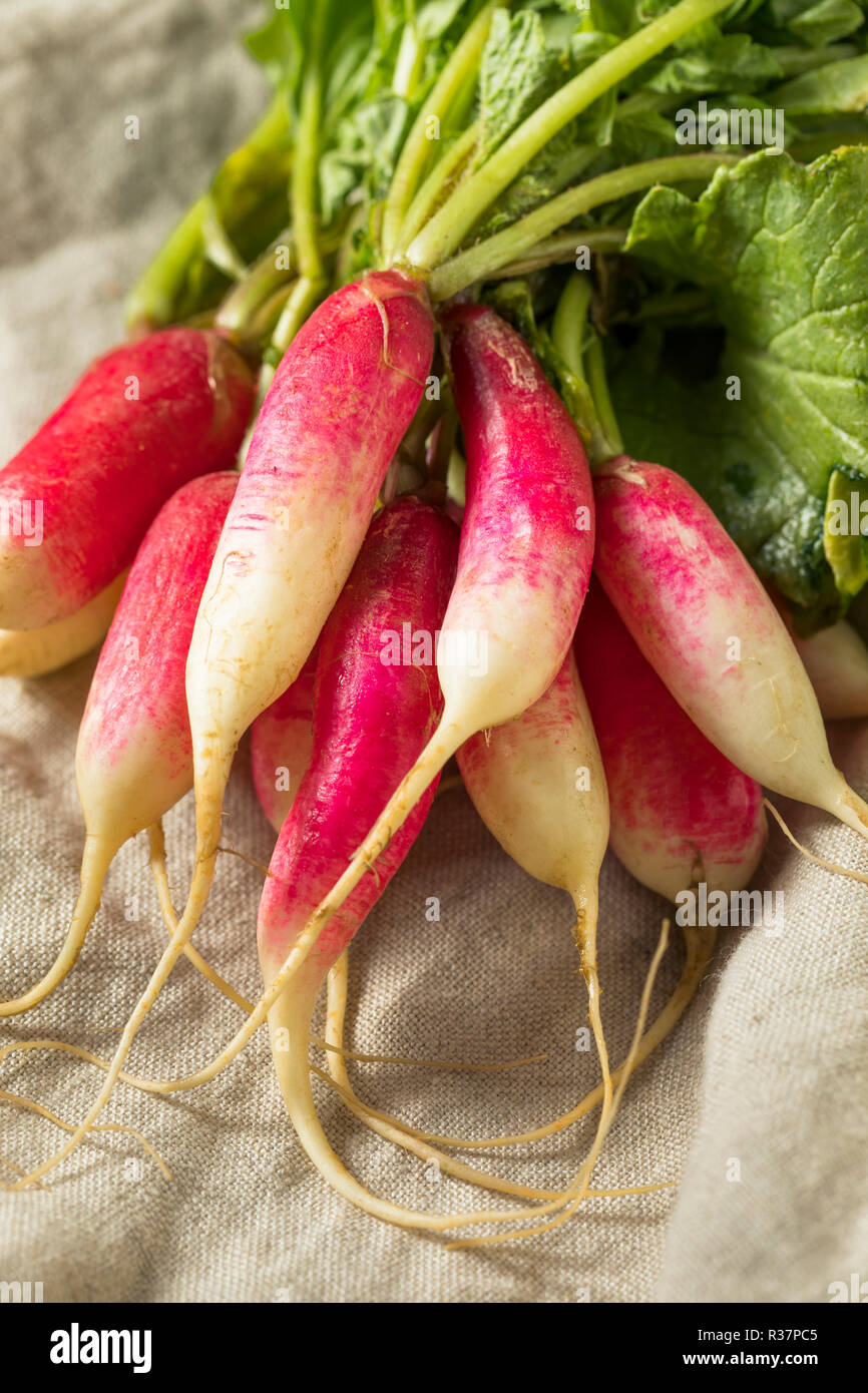 Raw Organic Long Breakfast Radishes in a Bunch Stock Photo - Alamy