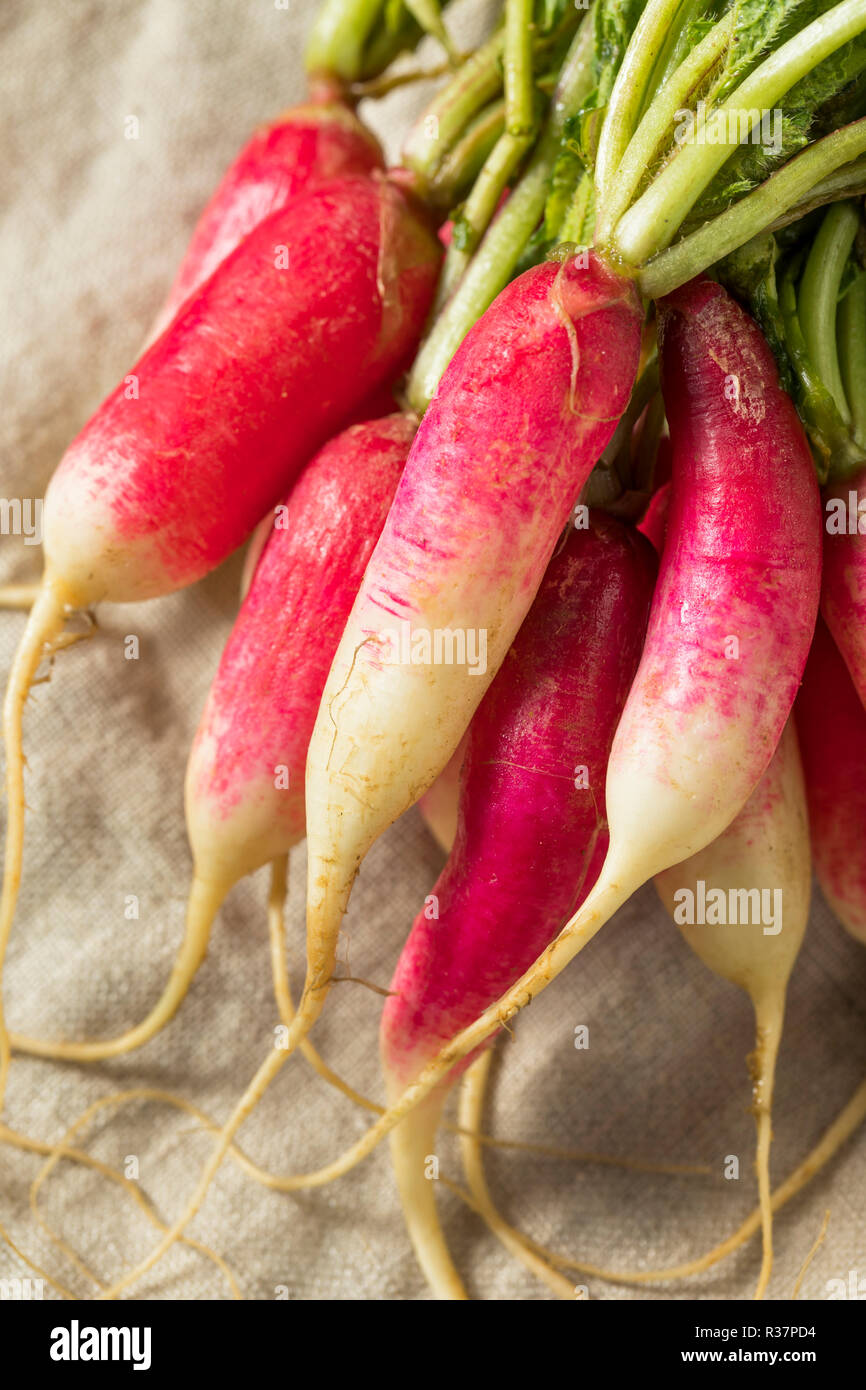 Raw Organic Long Breakfast Radishes in a Bunch Stock Photo - Alamy
