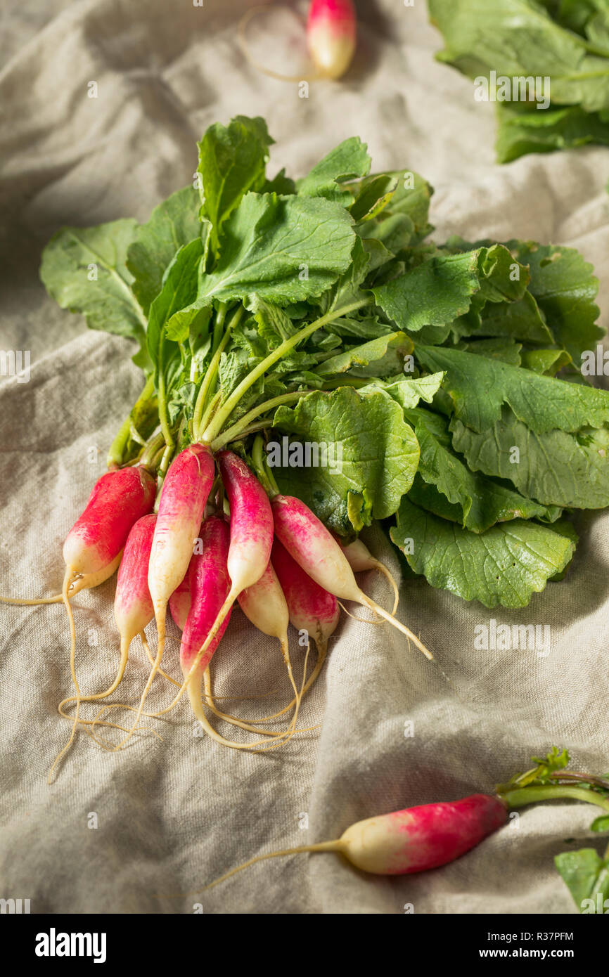 Raw Organic Long Breakfast Radishes in a Bunch Stock Photo - Alamy