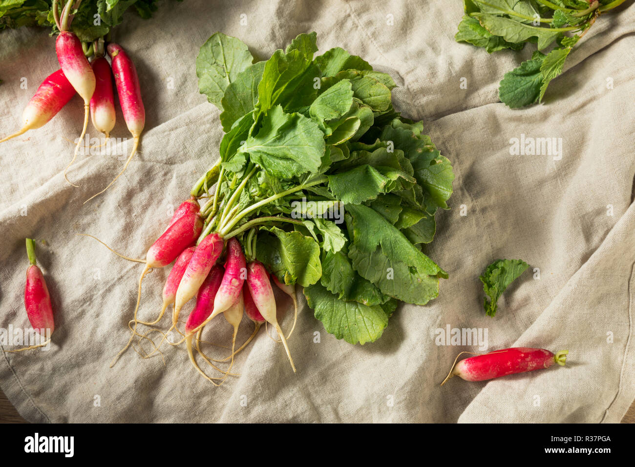 Raw Organic Long Breakfast Radishes in a Bunch Stock Photo - Alamy