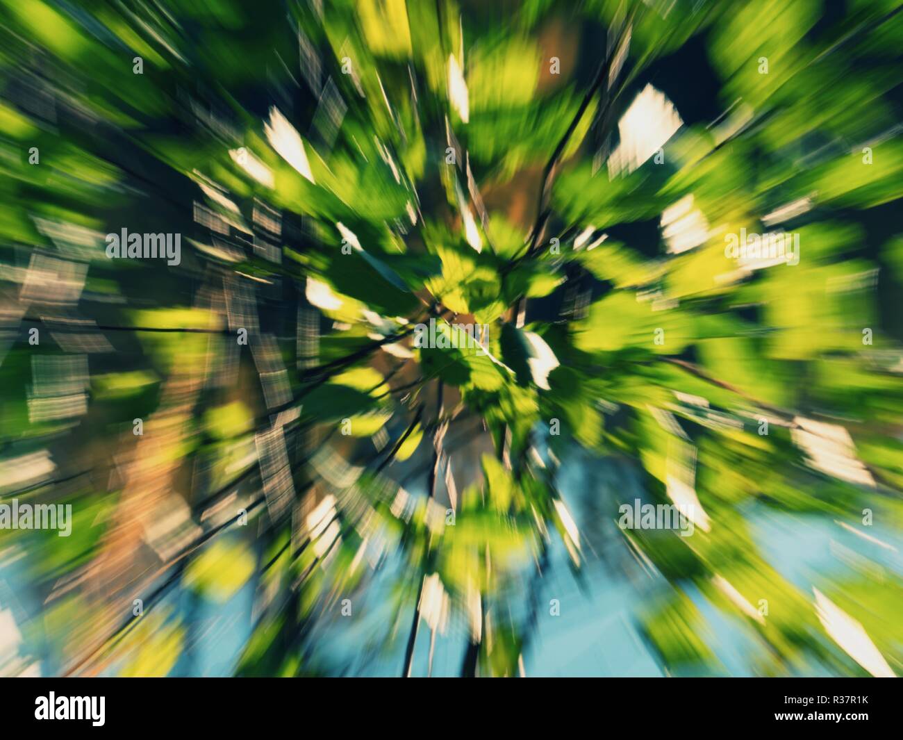 Autumn leaves. Fall blur background, view under tree looking through ...