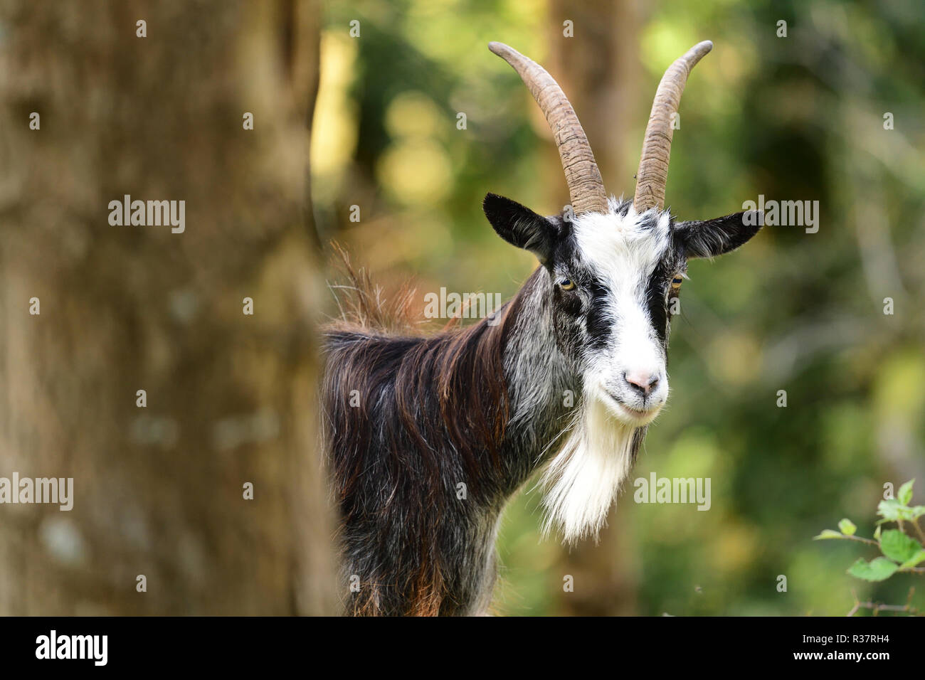 Head shot of a wild goat in the woods at Cheddar gorge in Somerset ...
