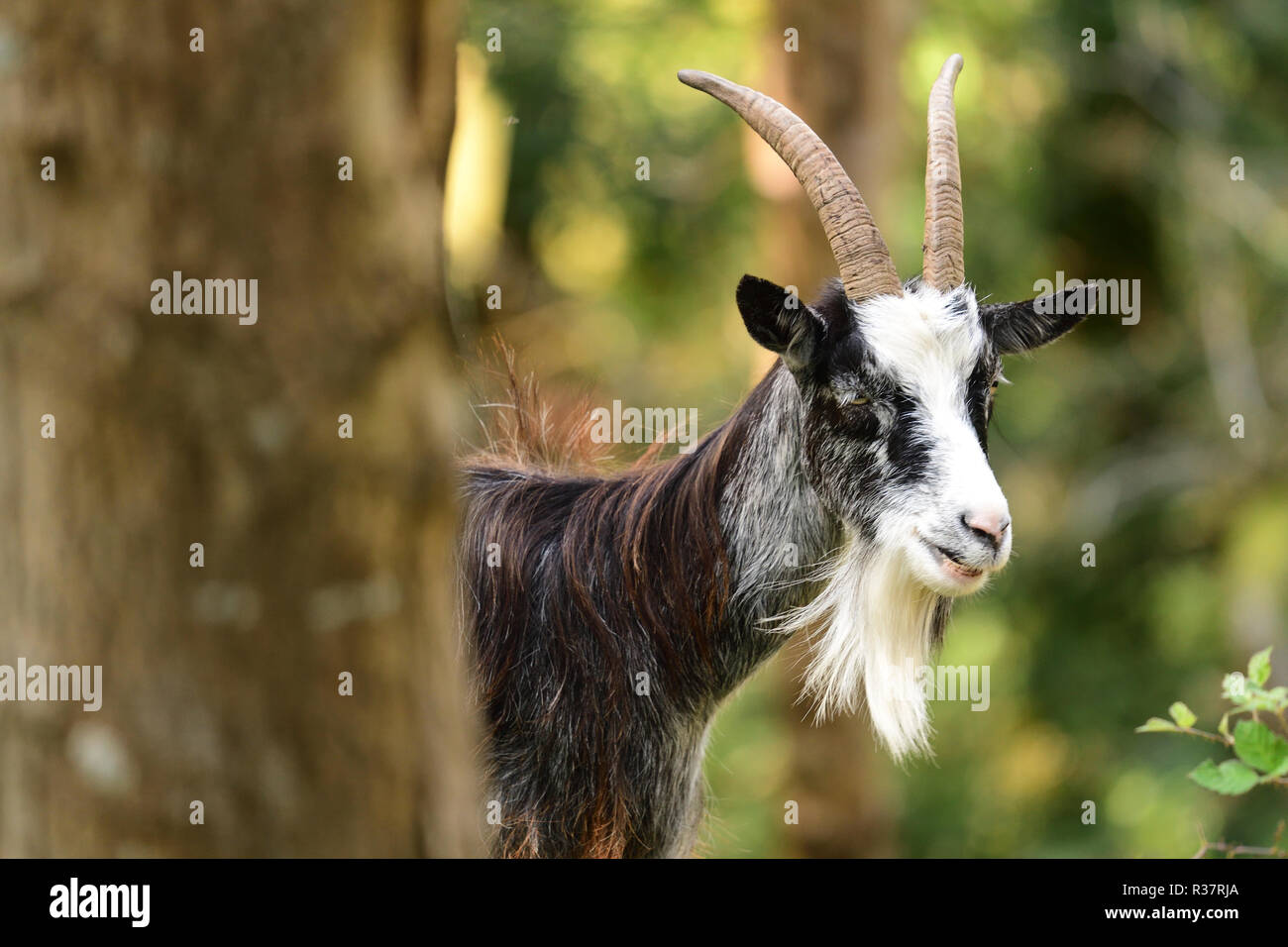 Head shot of a wild goat in the woods at Cheddar gorge in Somerset ...