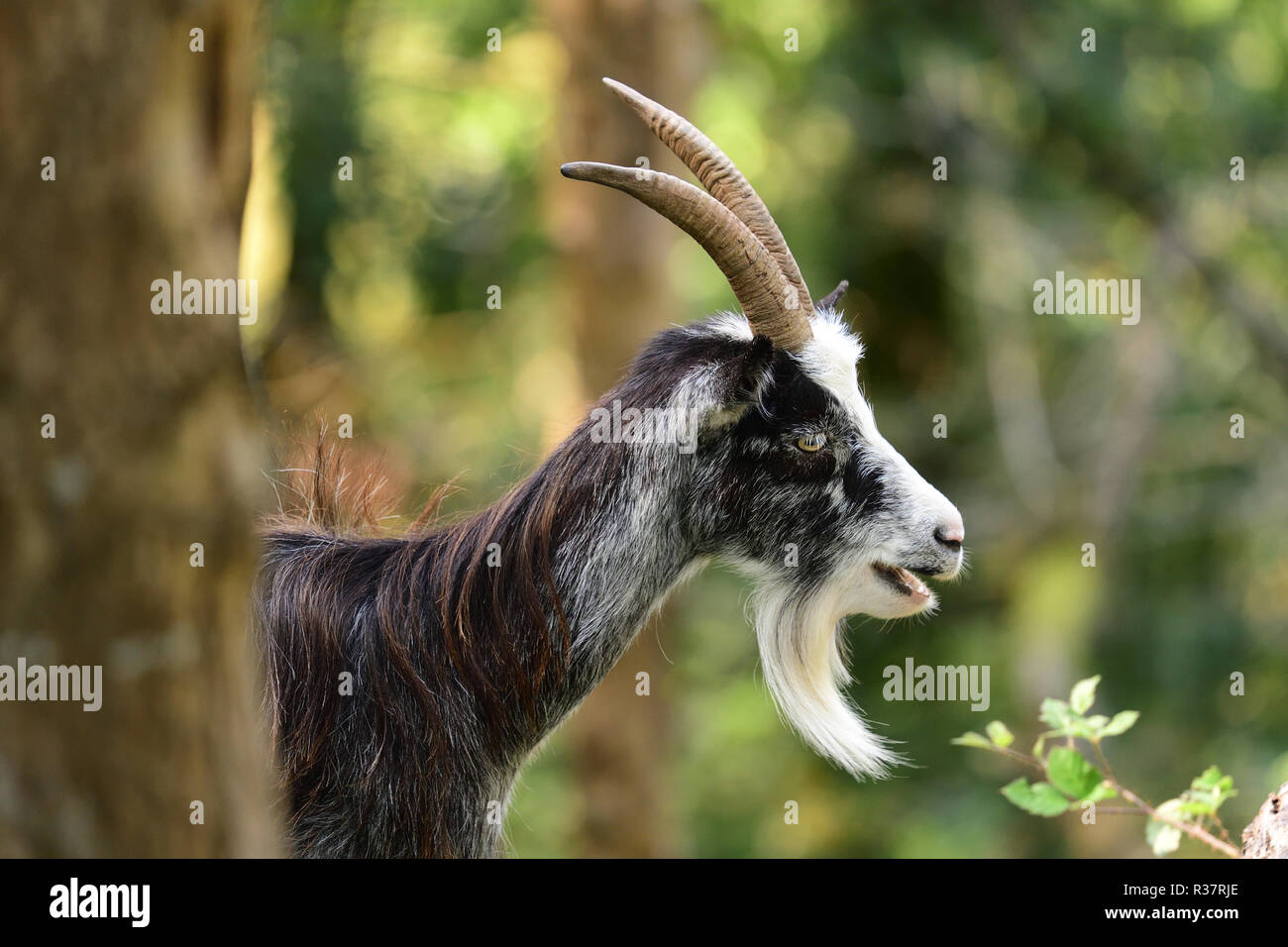 Head shot of a wild goat in the woods at Cheddar gorge in Somerset ...