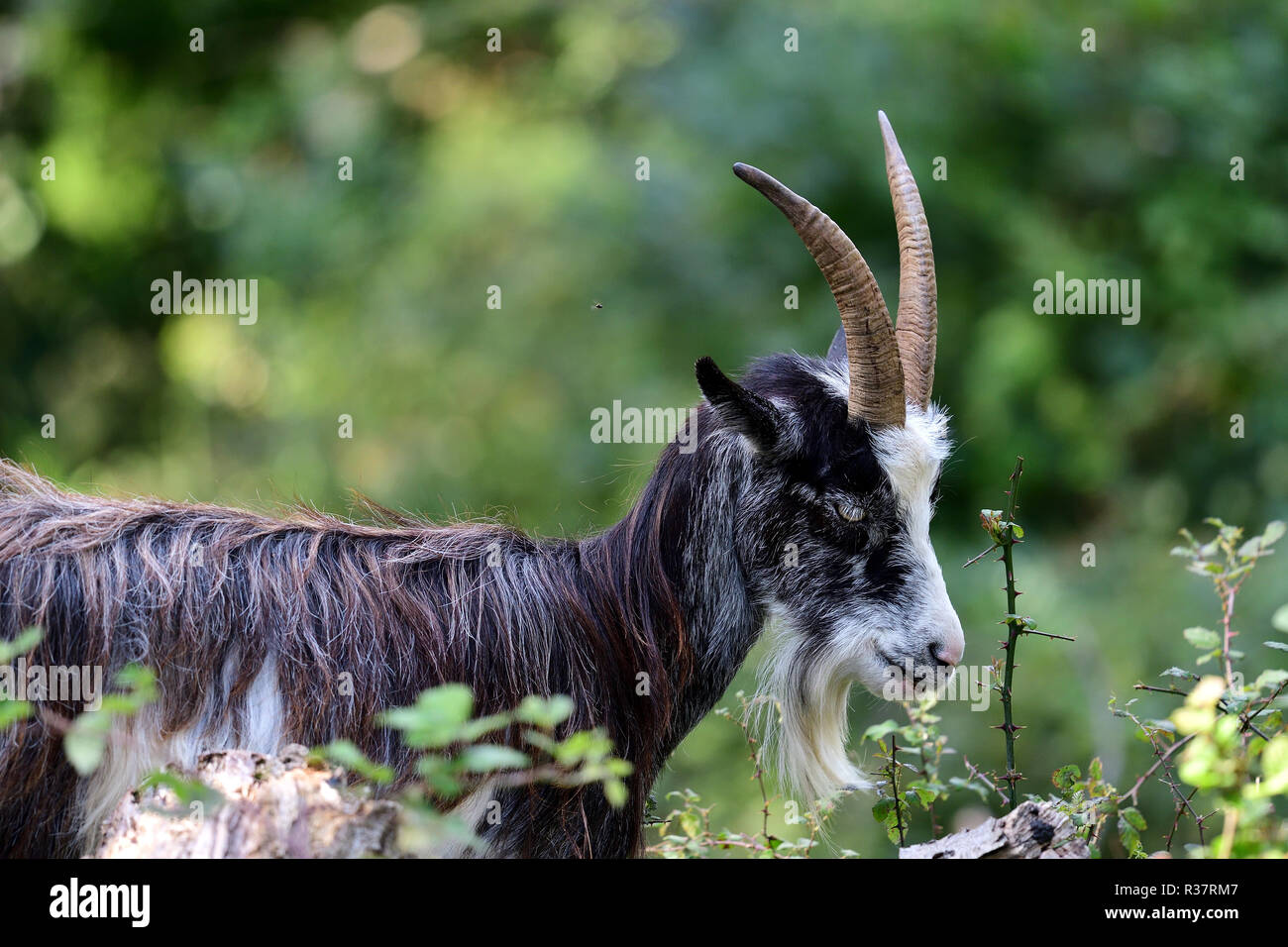 Portrait of a wild goat grazing in the woods at Cheddar gorge in ...