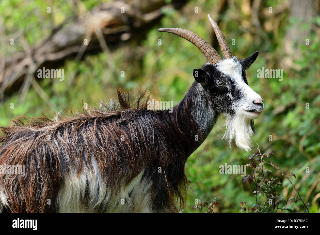 Portrait of a wild goat in the woods at Cheddar gorge in Somerset Stock ...