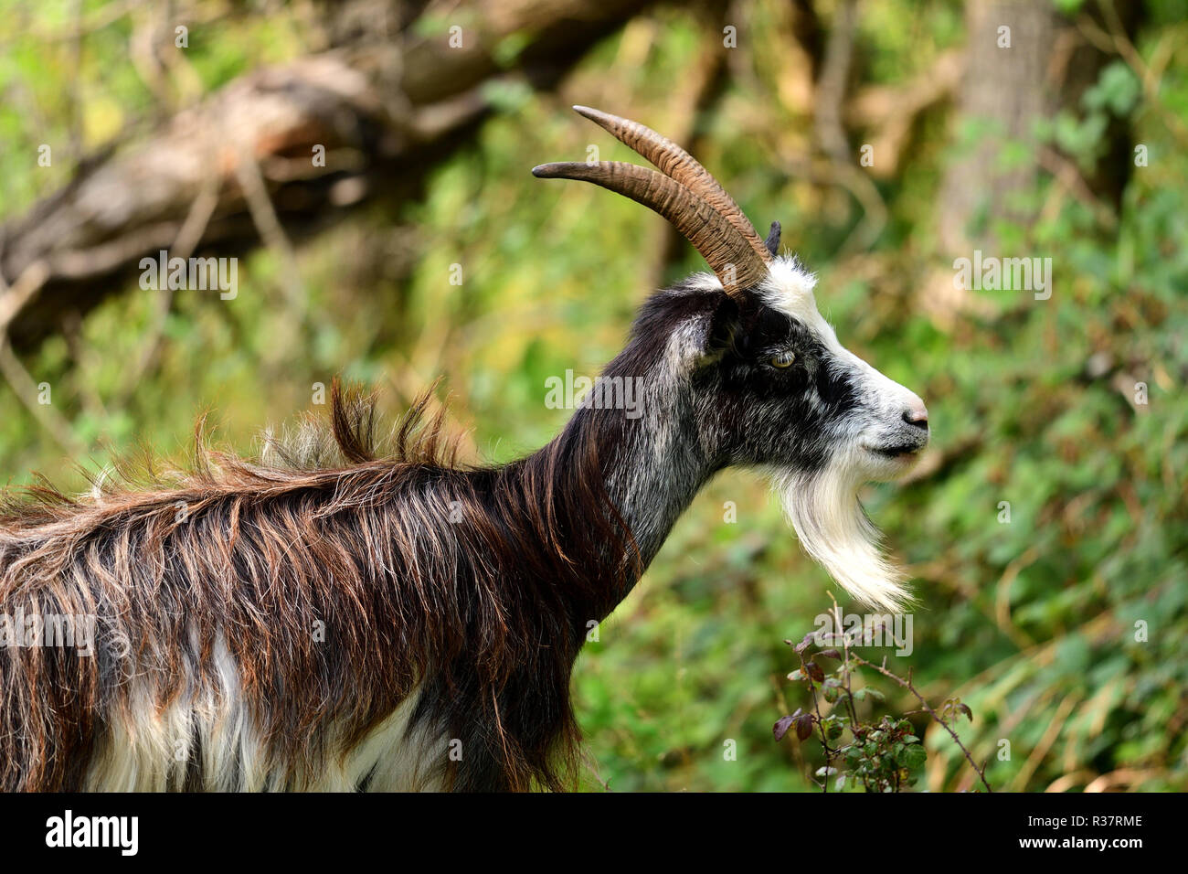 Portrait of a wild goat in the woods at Cheddar gorge in Somerset Stock ...
