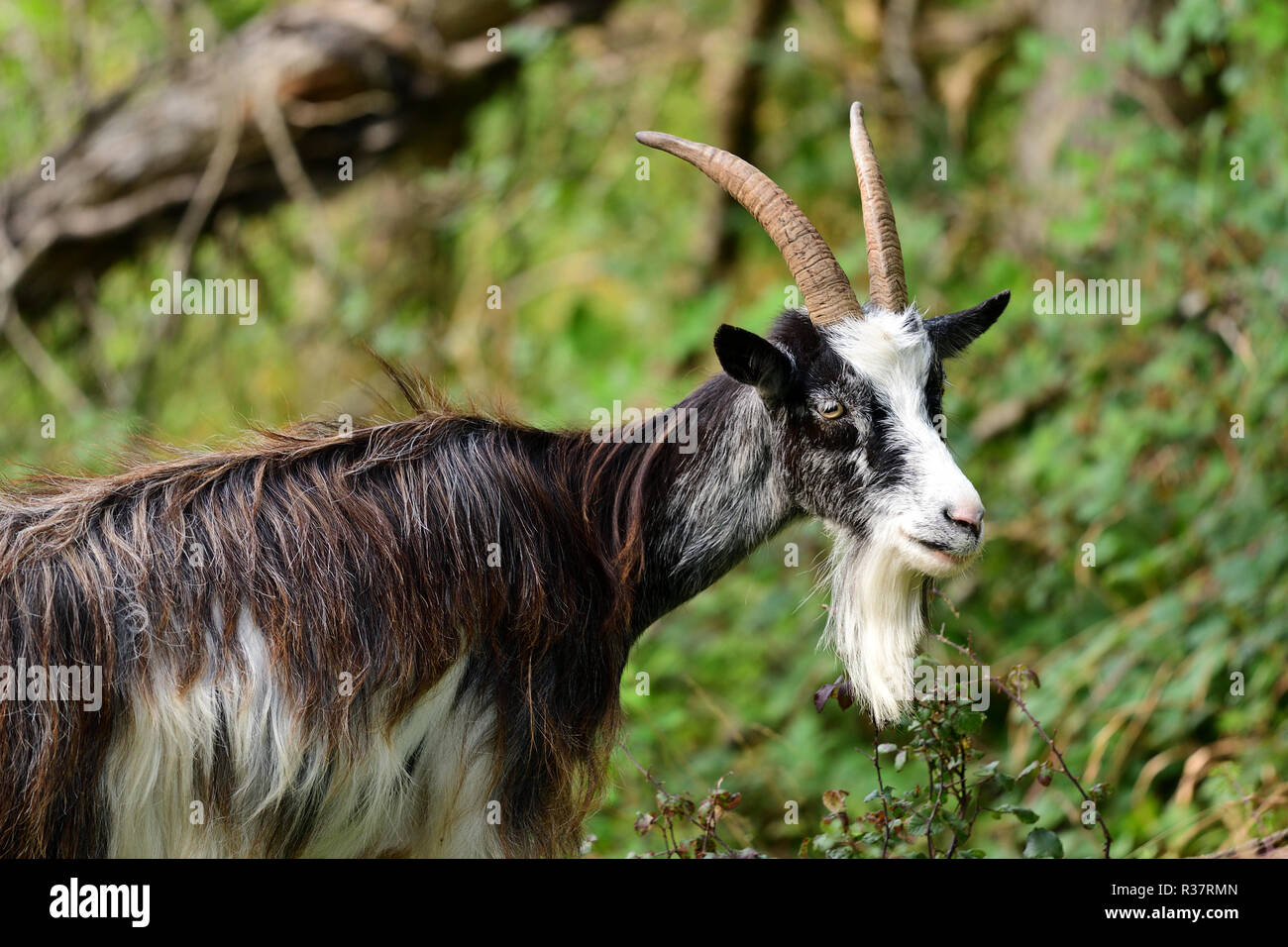 Portrait of a wild goat in the woods at Cheddar gorge in Somerset Stock ...