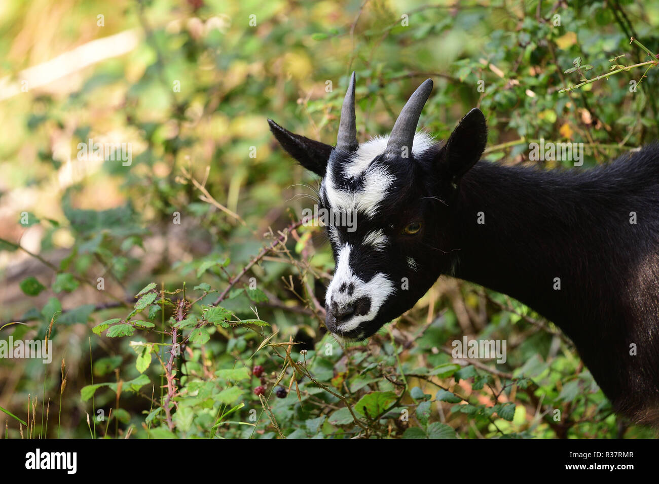 Portrait of a young wild goat grazing in the woods at Cheddar gorge in ...