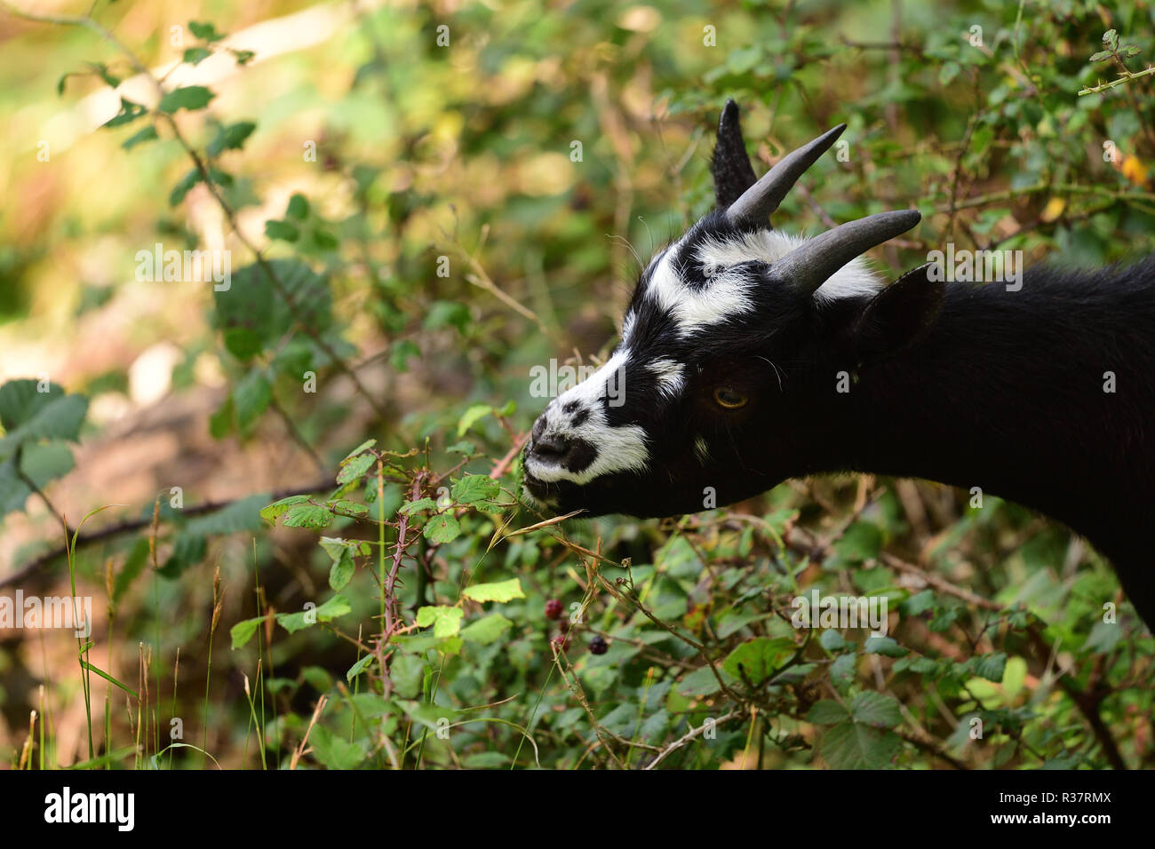 Portrait of a young wild goat grazing in the woods at Cheddar gorge in ...