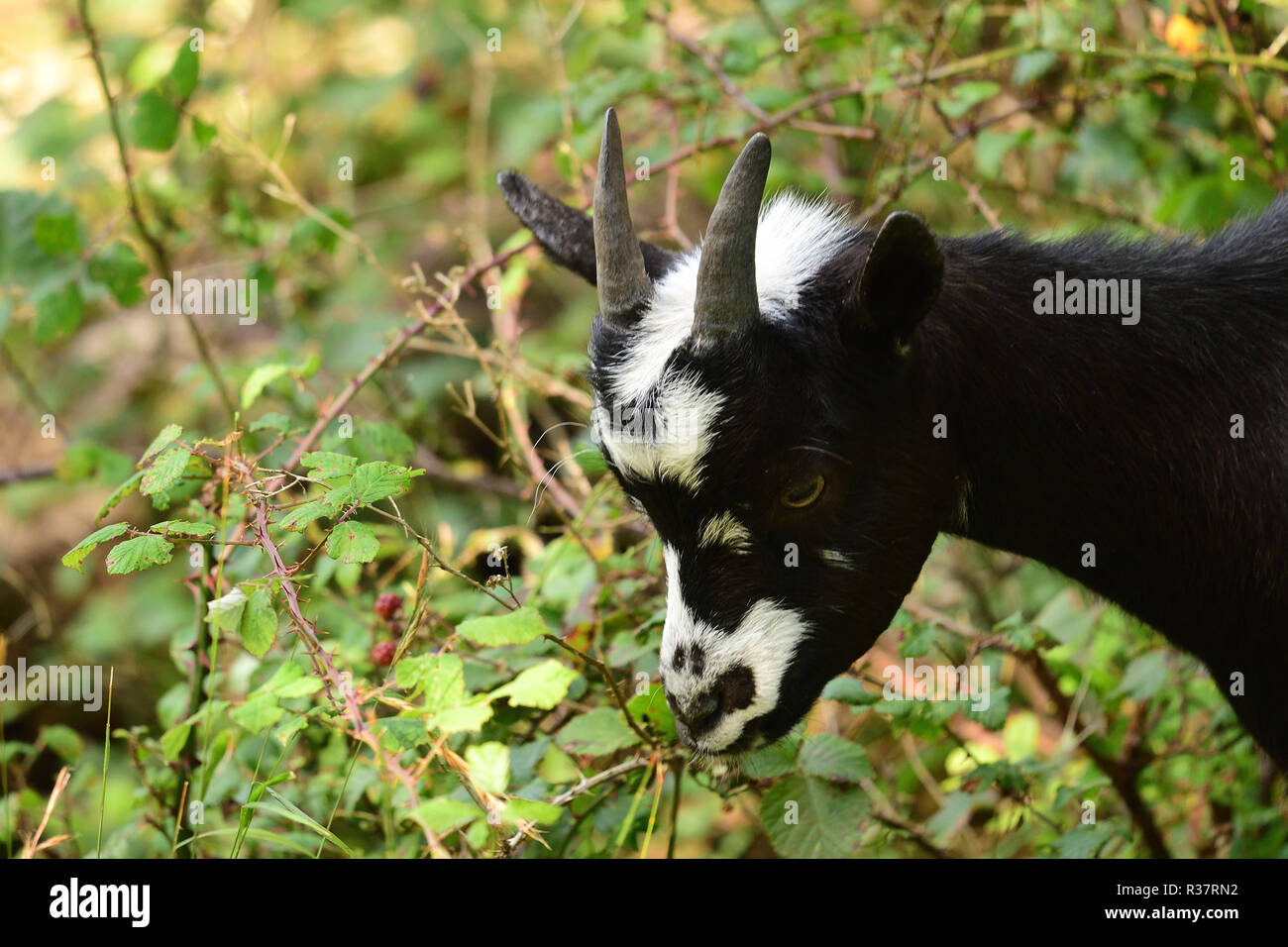 Portrait of a young wild goat grazing in the woods at Cheddar gorge in ...
